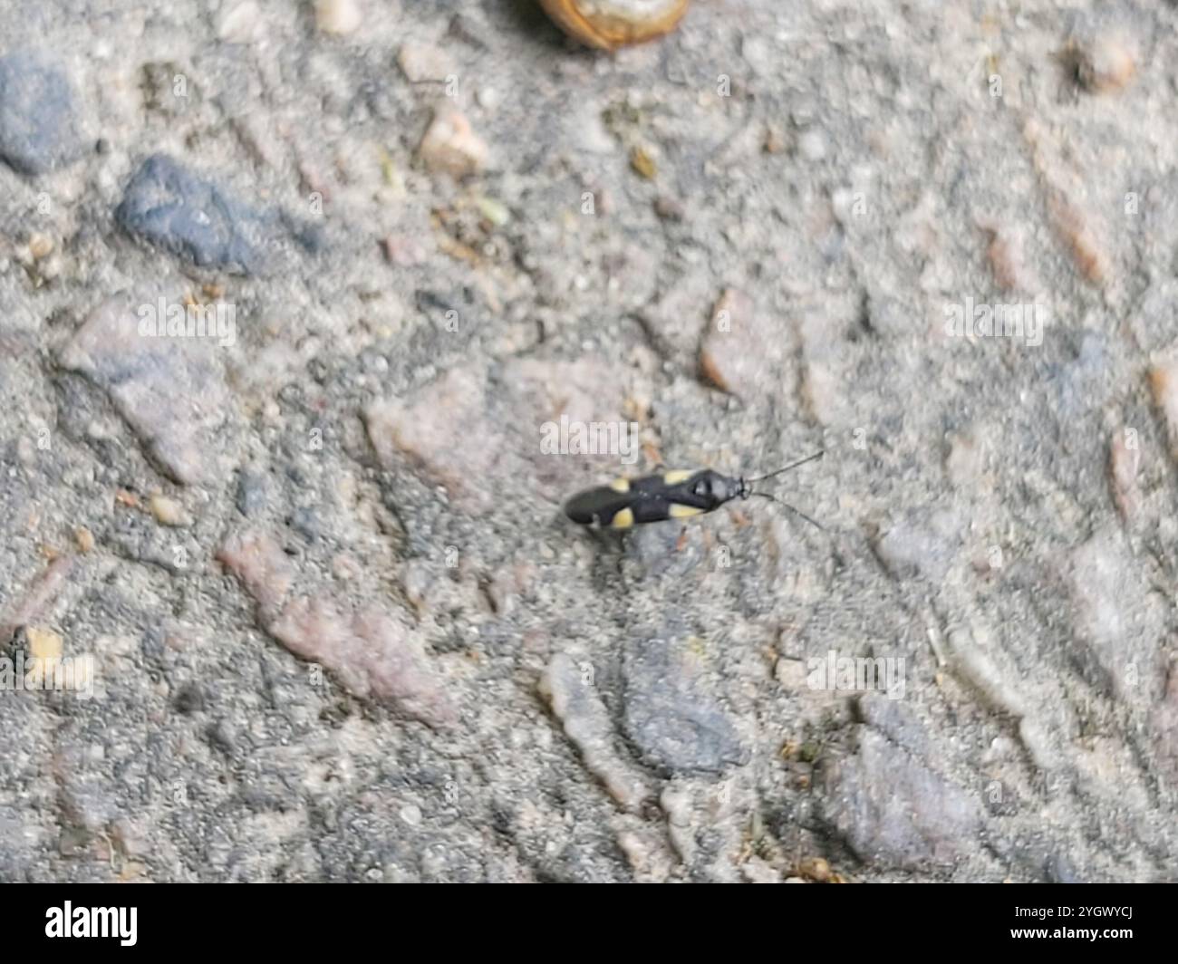 four-spotted plant bug (Dryophilocoris flavoquadrimaculatus Stock Photo ...