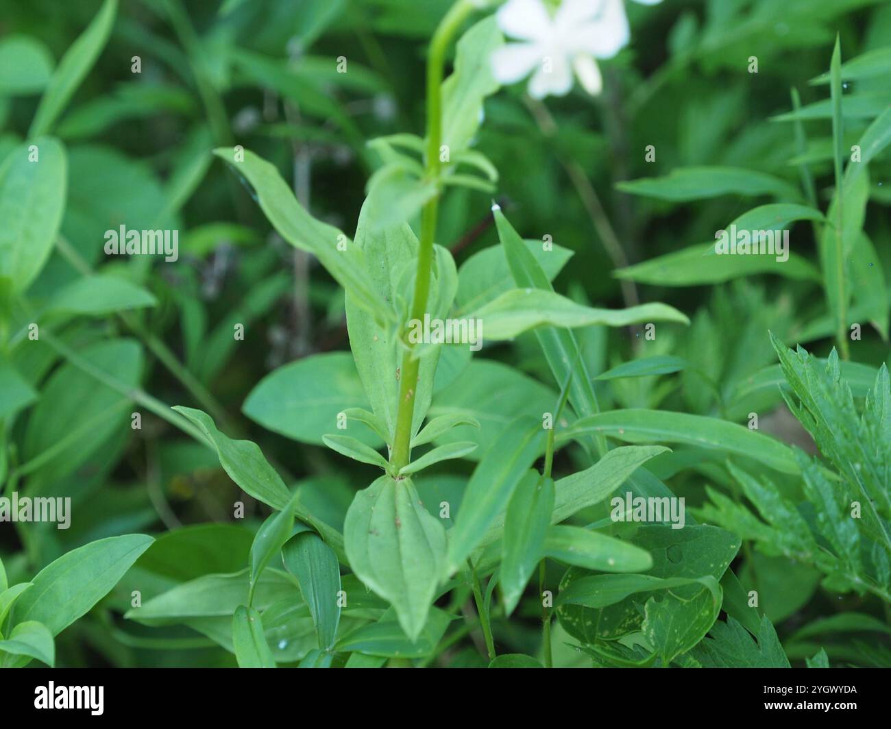 common soapwort (Saponaria officinalis Stock Photo - Alamy