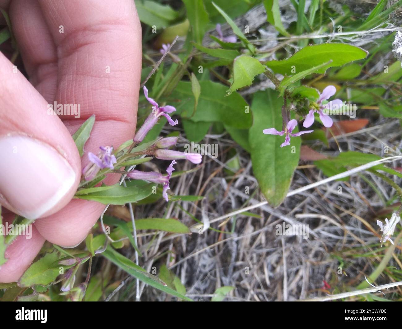crossflower (Chorispora tenella Stock Photo - Alamy