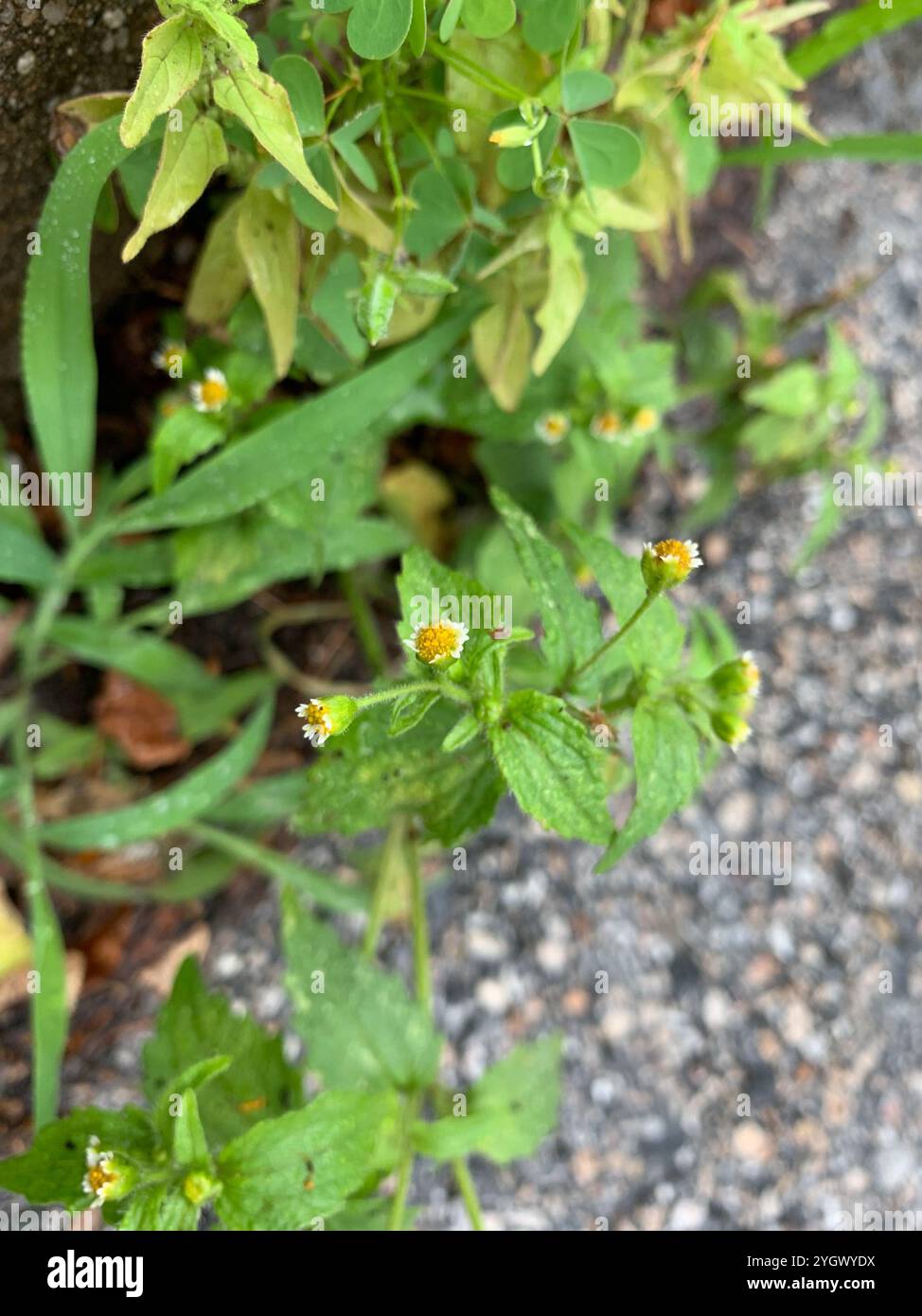 Gallant Soldier (Galinsoga parviflora Stock Photo - Alamy