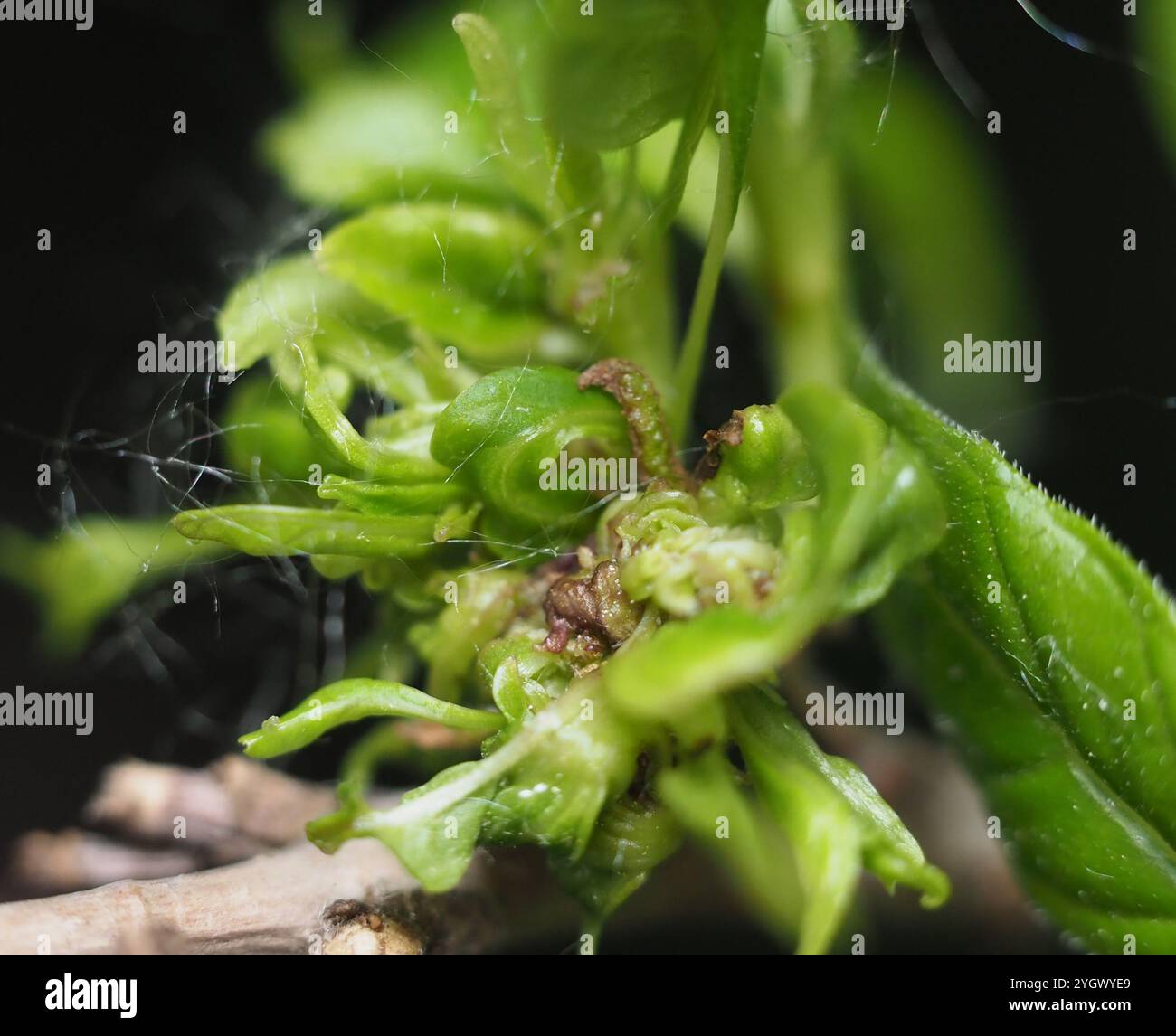 Ash Flower Gall Mite (Aceria fraxiniflora Stock Photo - Alamy