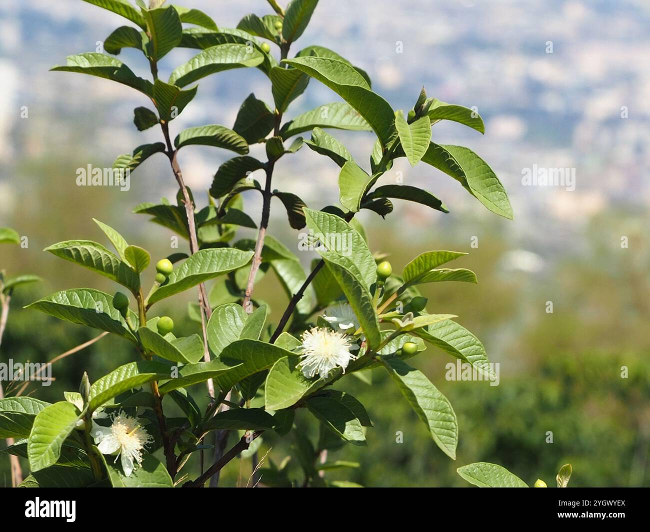 Common guava (Psidium guajava Stock Photo - Alamy