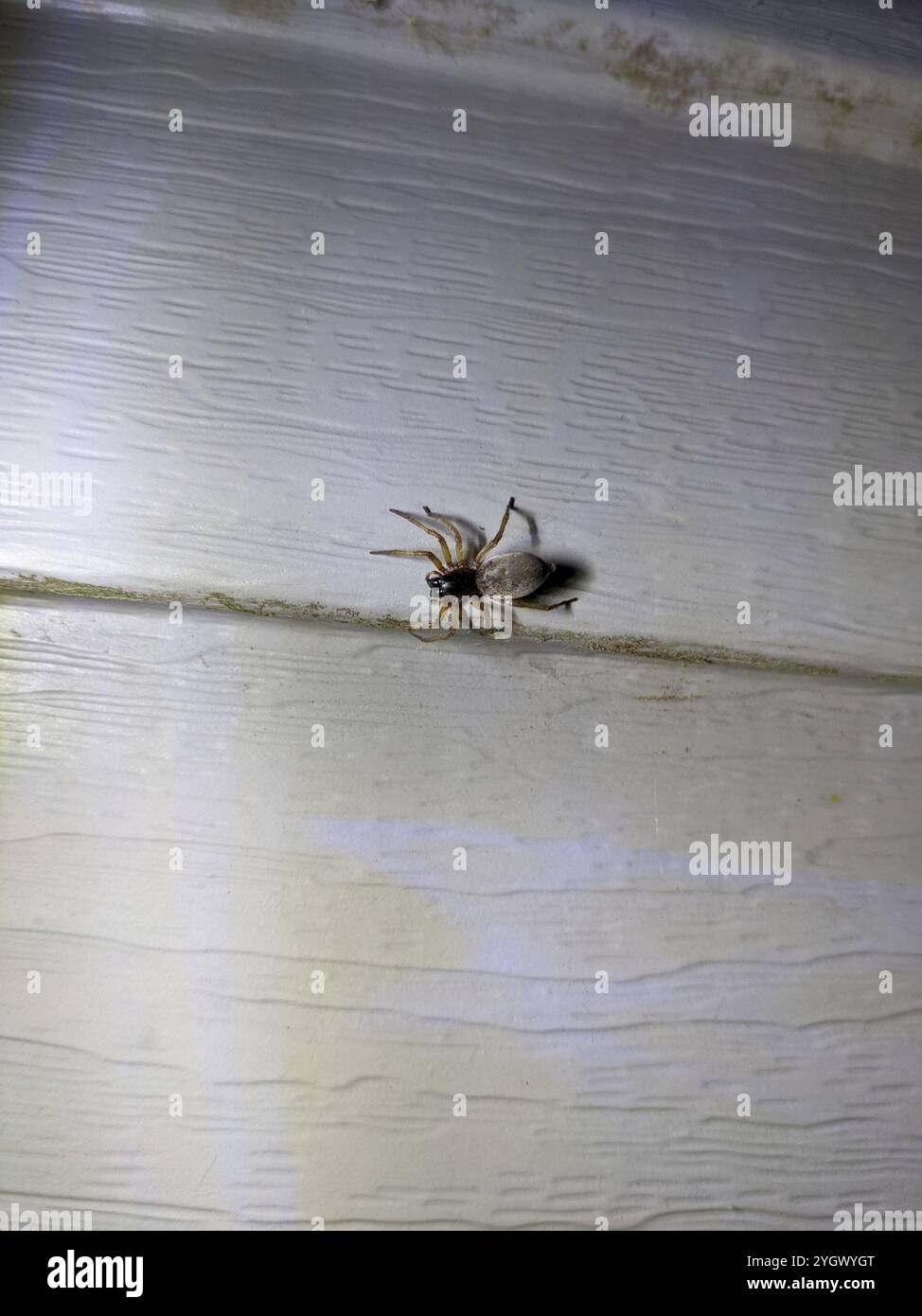 Trachelas tranquillus hi-res stock photography and images - Alamy