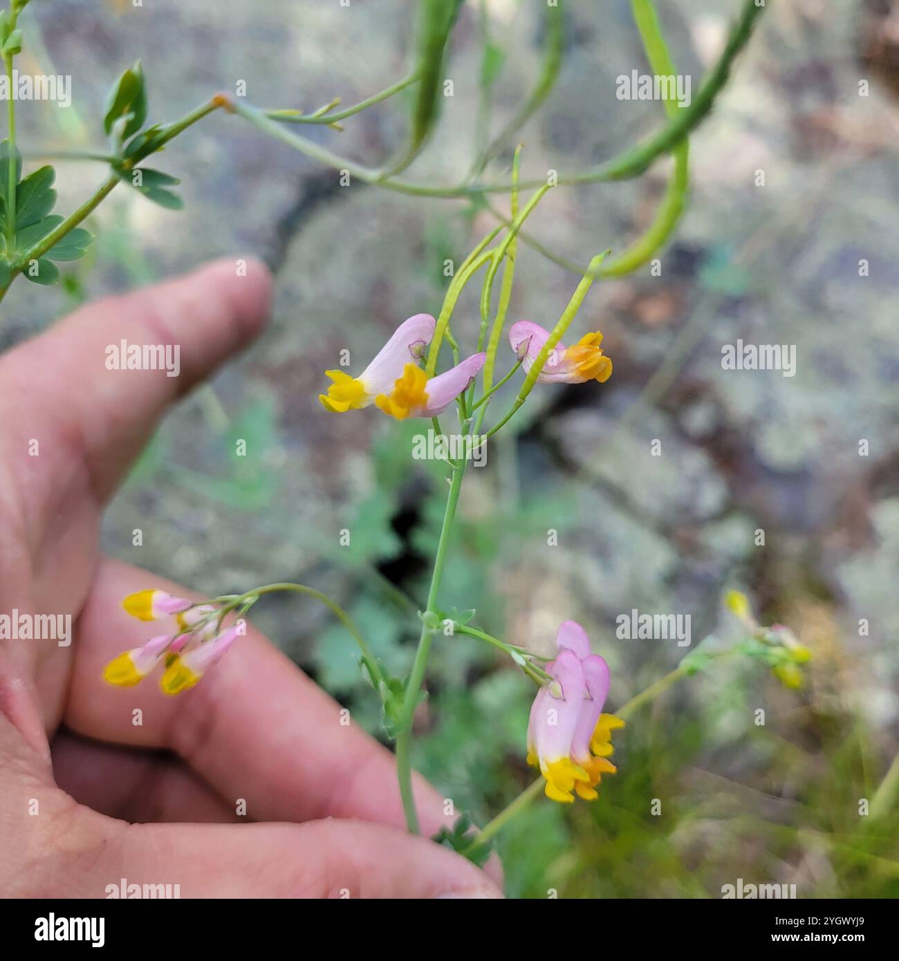 Capnoides sempervirens hi-res stock photography and images - Alamy