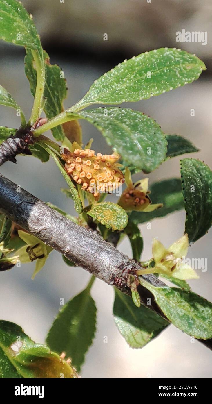 Crown Rust (Puccinia coronata Stock Photo - Alamy