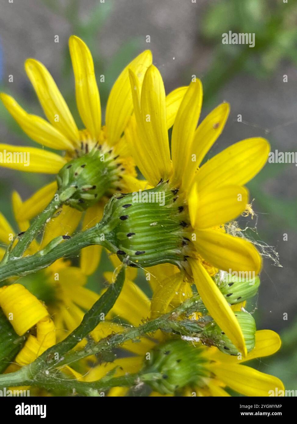 Oxford ragwort senecio squalidus hi-res stock photography and images ...
