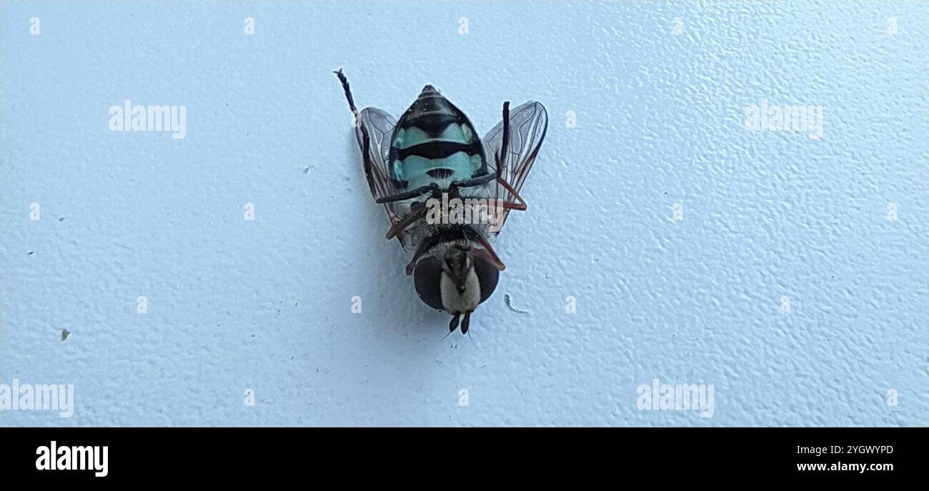 Didea hi-res stock photography and images - Alamy