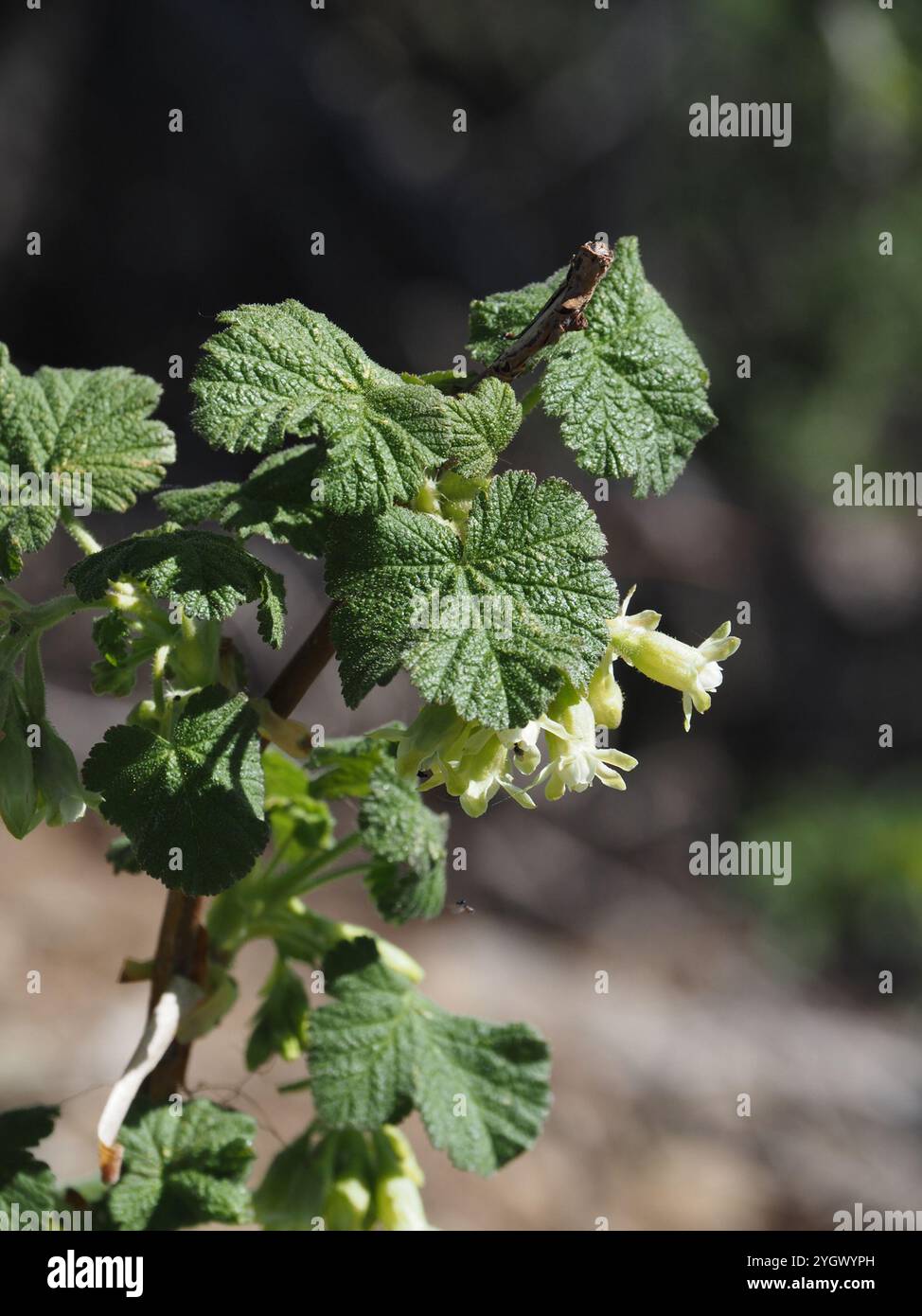 sticky currant (Ribes viscosissimum Stock Photo - Alamy