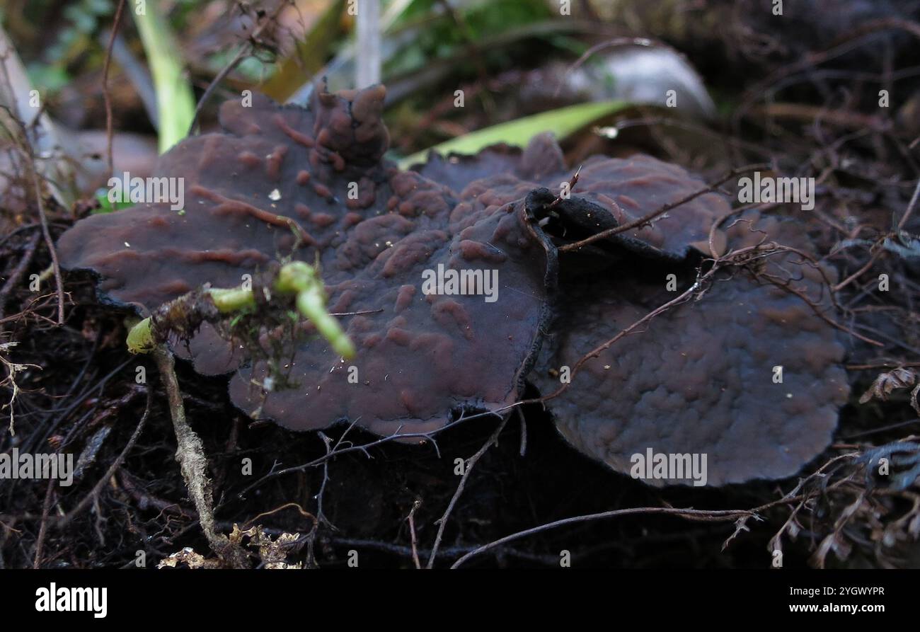 Ascomycete Fungi (Ascomycota Stock Photo - Alamy