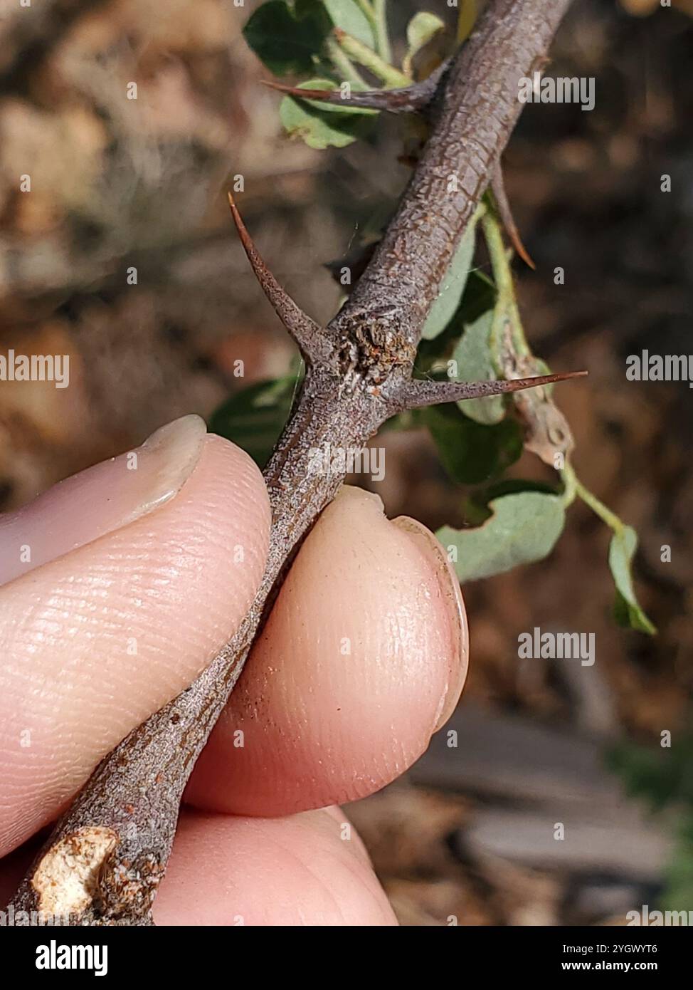 New Mexico locust (Robinia neomexicana Stock Photo - Alamy