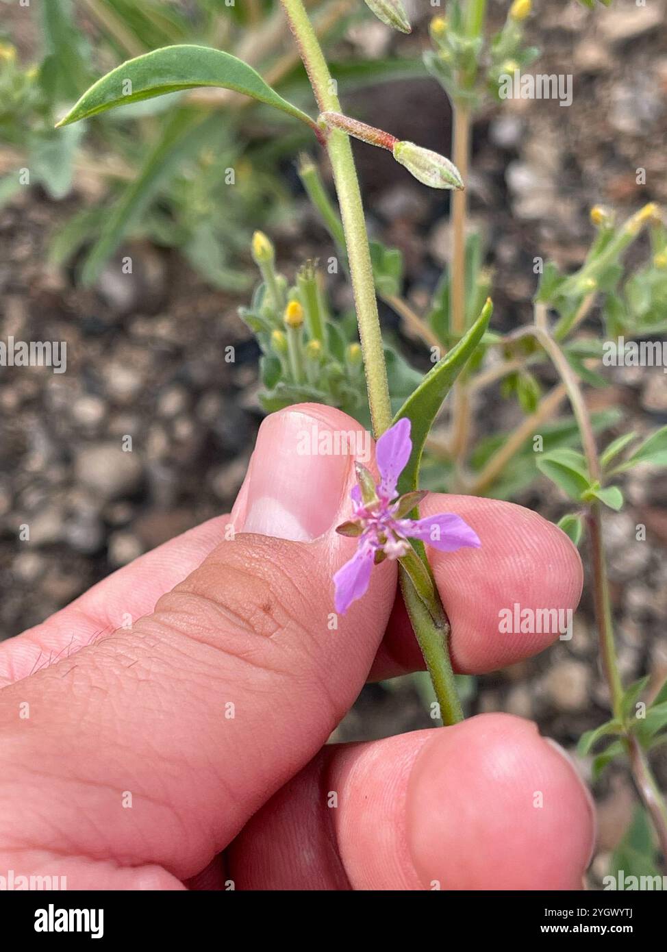 diamond clarkia (Clarkia rhomboidea Stock Photo - Alamy