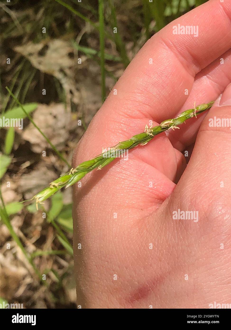 White-grained Mountain-ricegrass (Oryzopsis asperifolia Stock Photo - Alamy