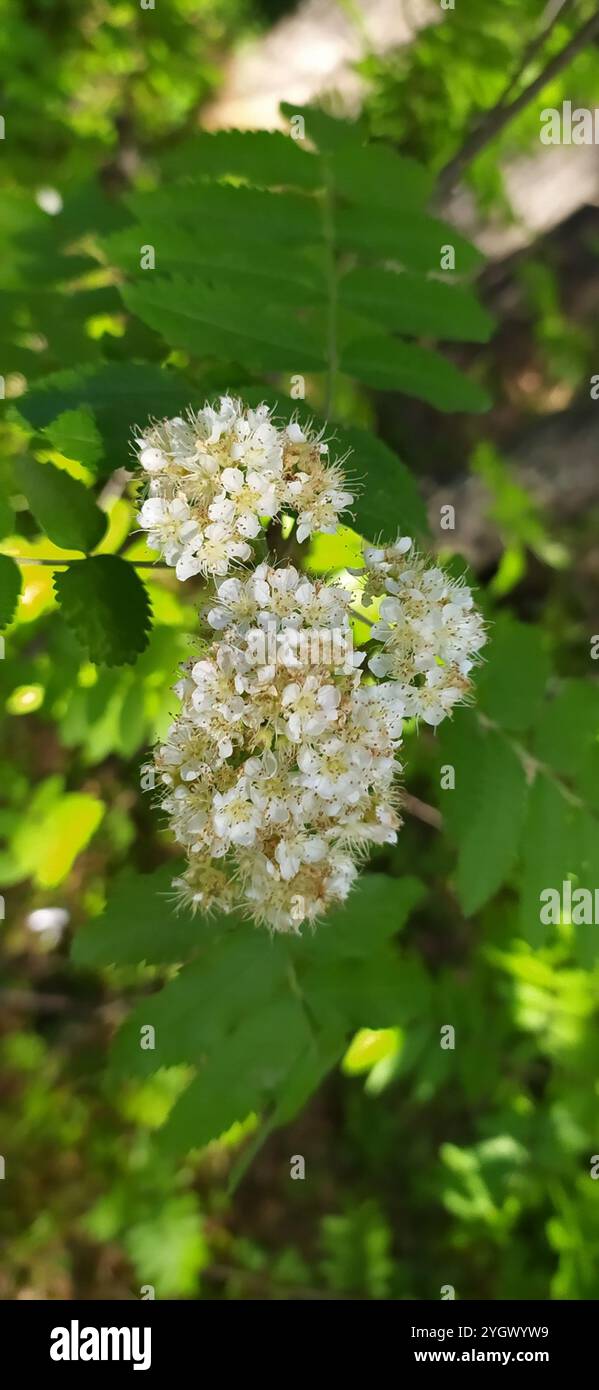 European mountain ash (Sorbus aucuparia Stock Photo - Alamy