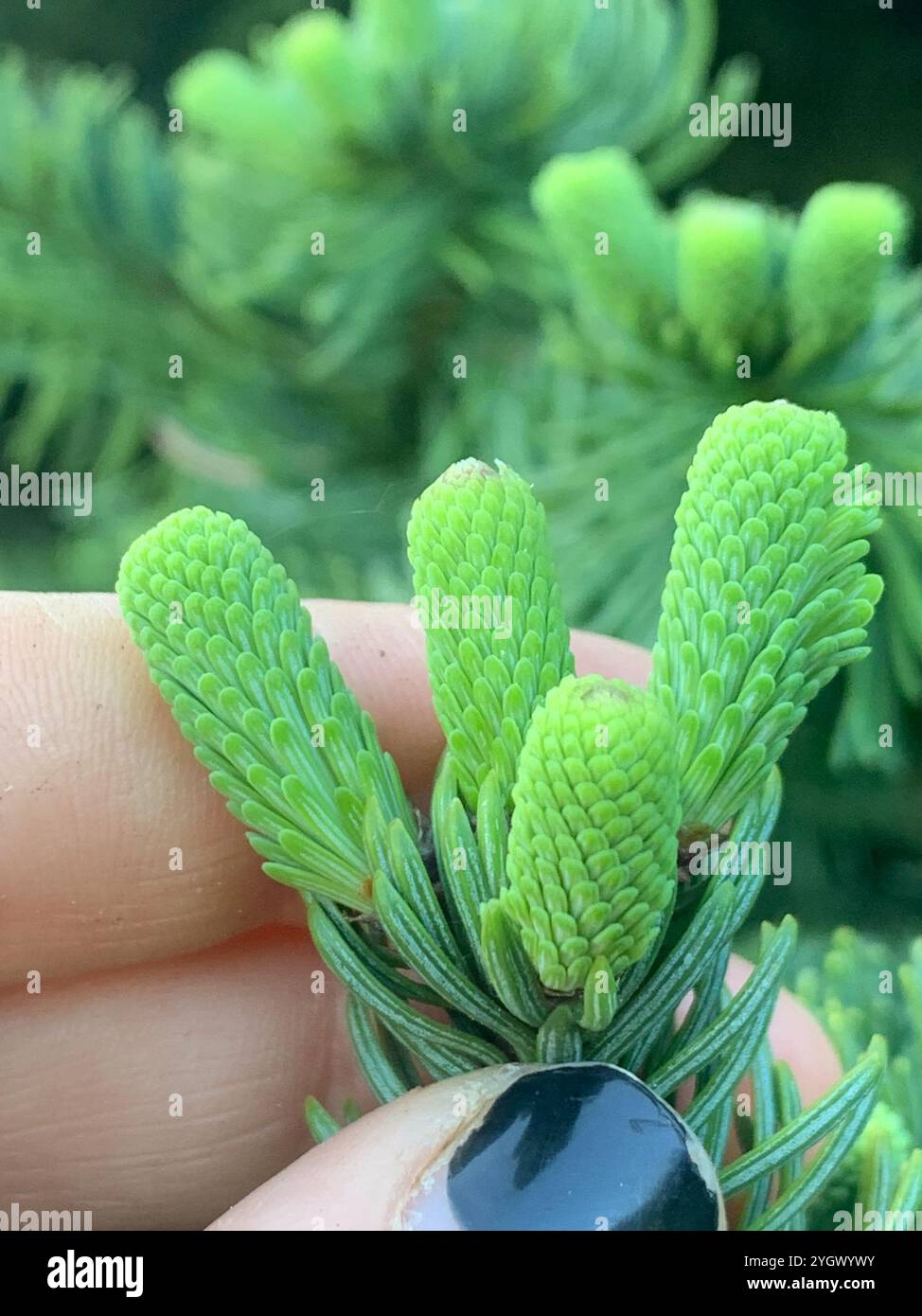 noble fir (Abies procera Stock Photo - Alamy