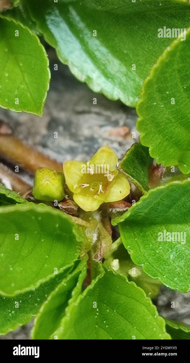 Dwarf Buckthorn (Rhamnus pumila Stock Photo - Alamy