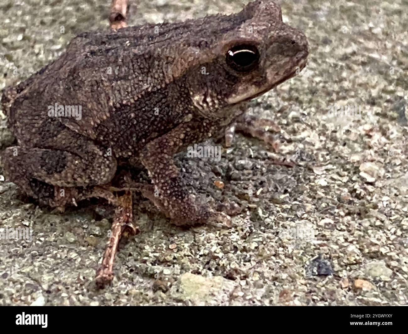 Gulf Coast Toad (Incilius nebulifer Stock Photo - Alamy