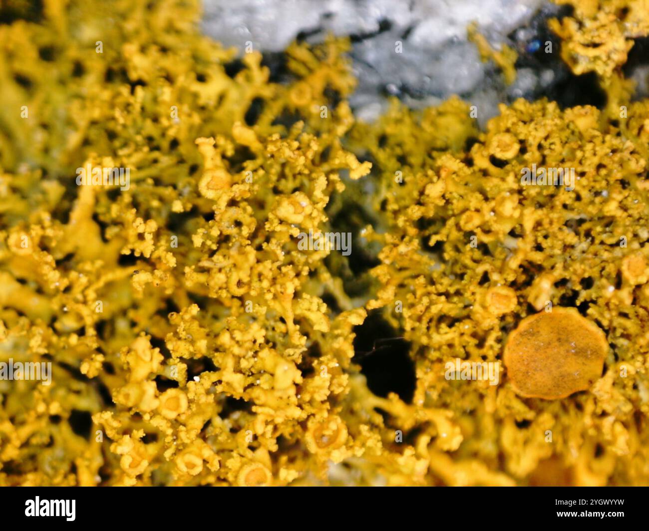 Polycauliona hi-res stock photography and images - Alamy
