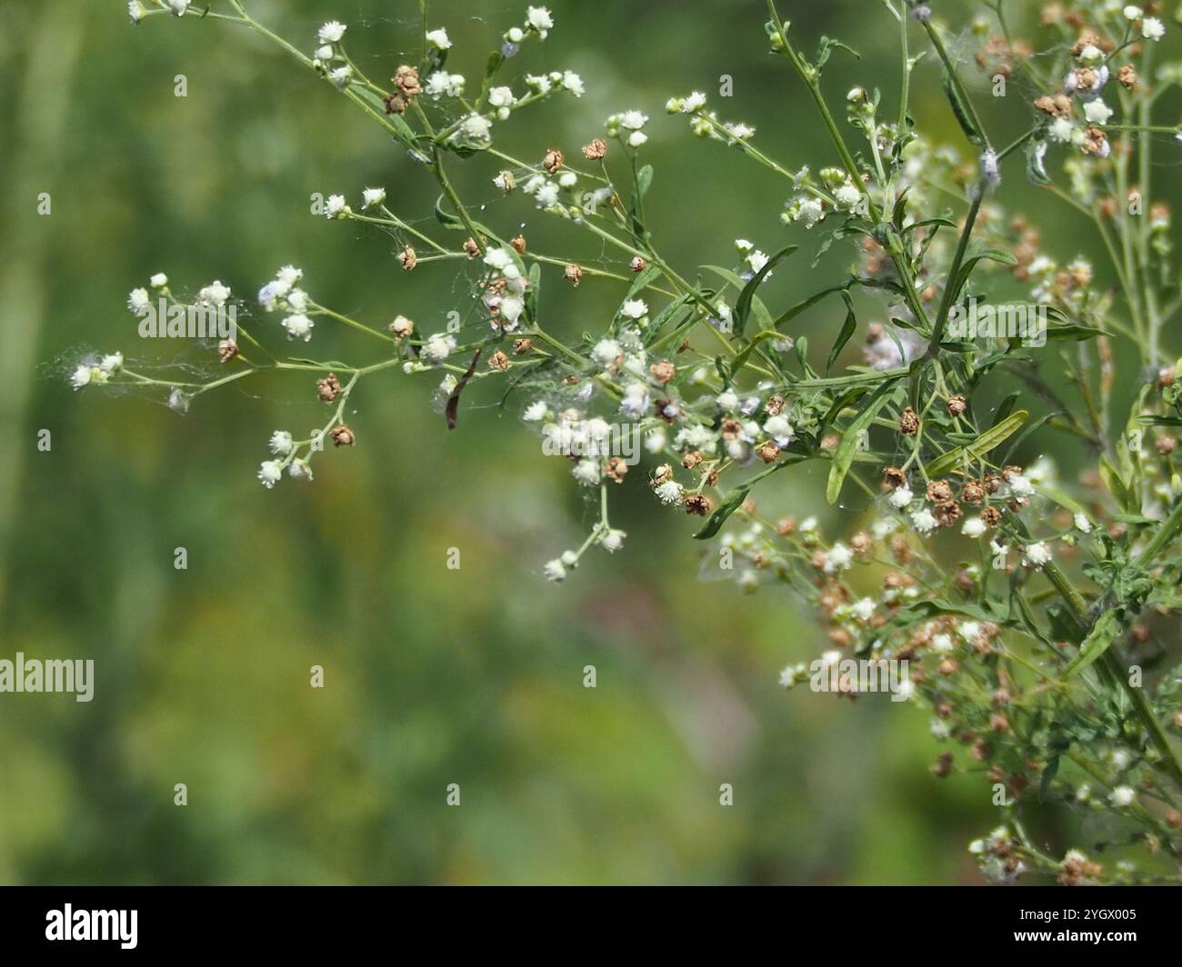 Santa Maria feverfew (Parthenium hysterophorus Stock Photo - Alamy