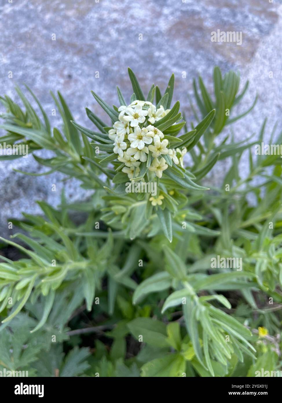 western stoneseed (Lithospermum ruderale Stock Photo - Alamy
