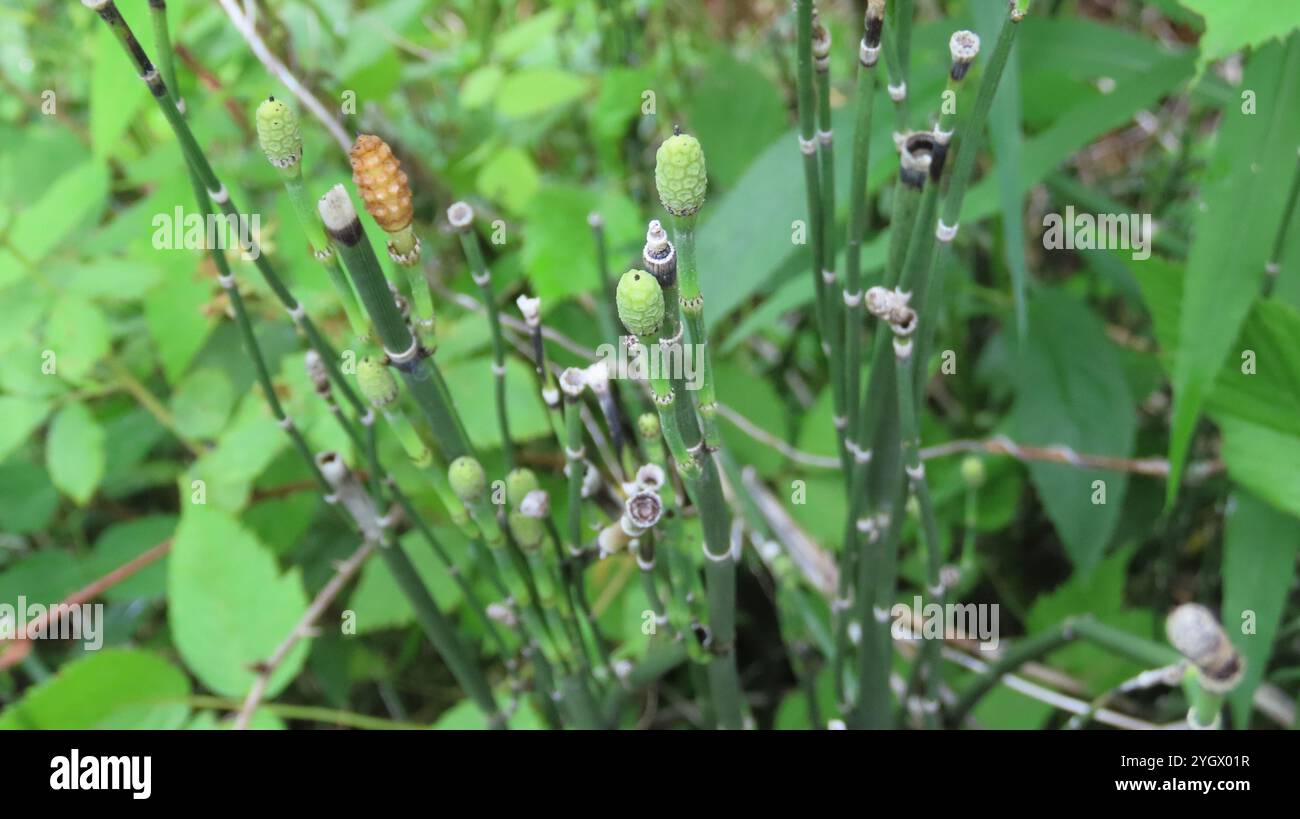rough horsetail (Equisetum hyemale Stock Photo - Alamy