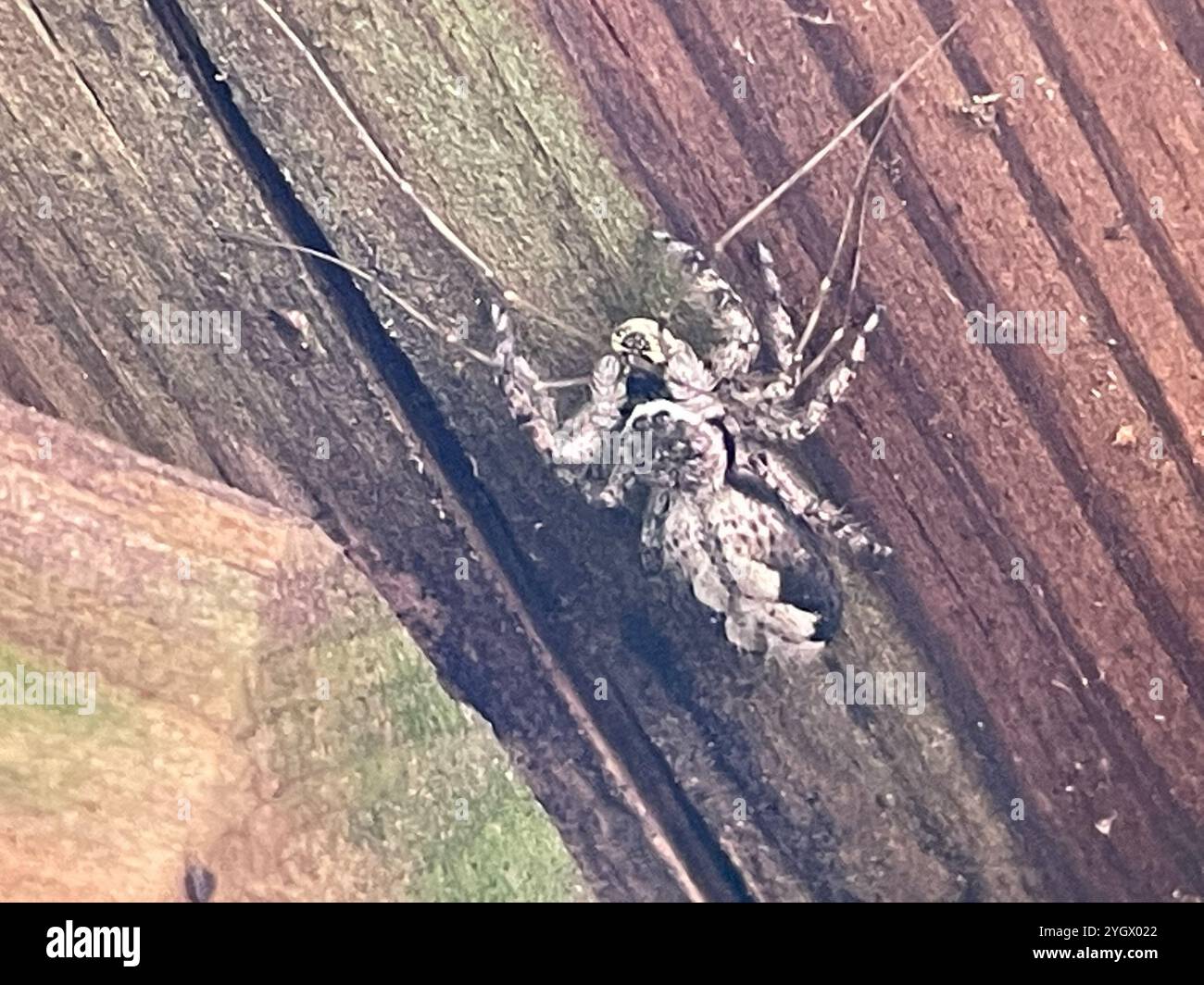Tan Jumping Spider (Platycryptus undatus Stock Photo - Alamy