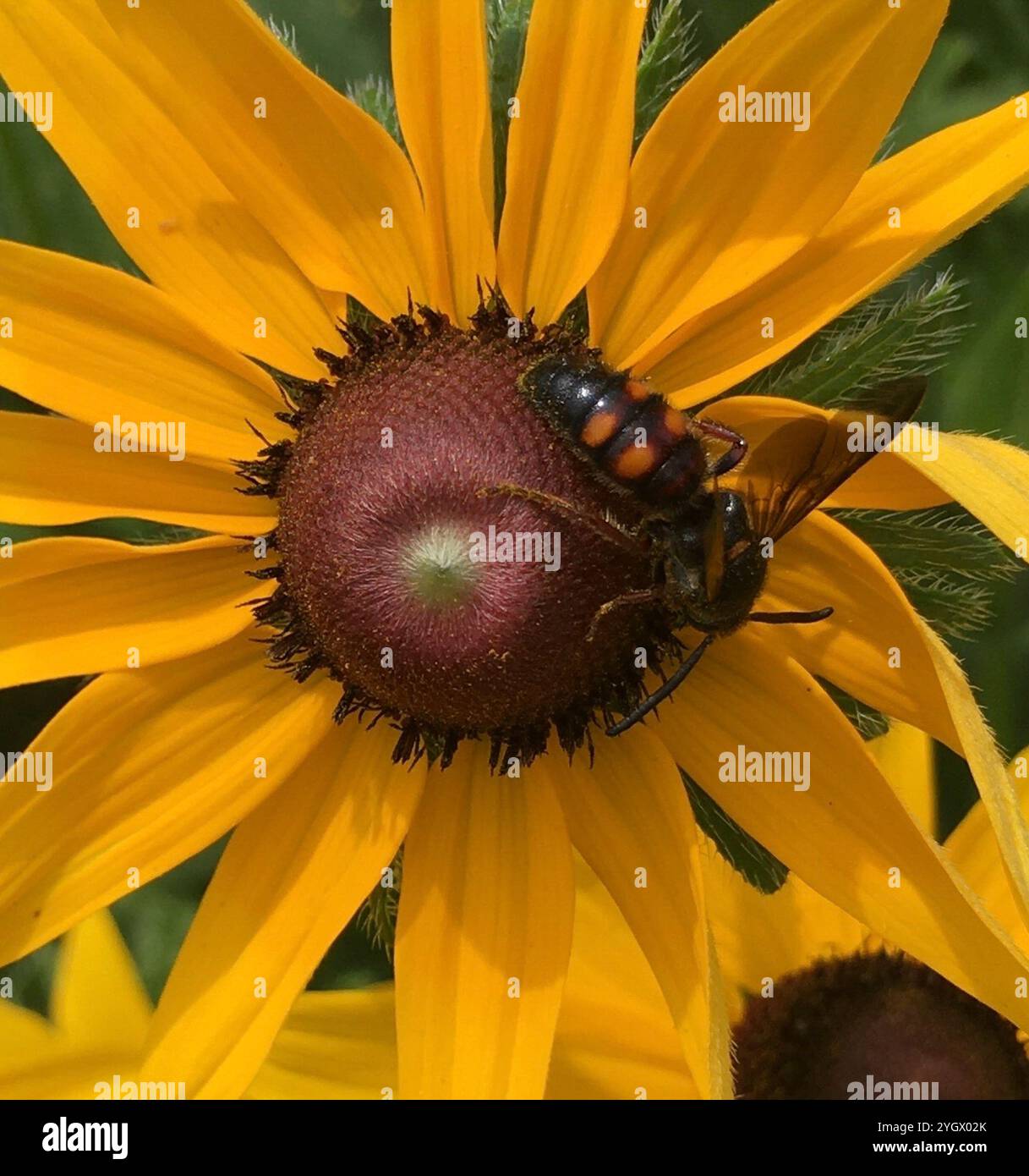 Noble Scoliid Wasp (Scolia nobilitata Stock Photo - Alamy