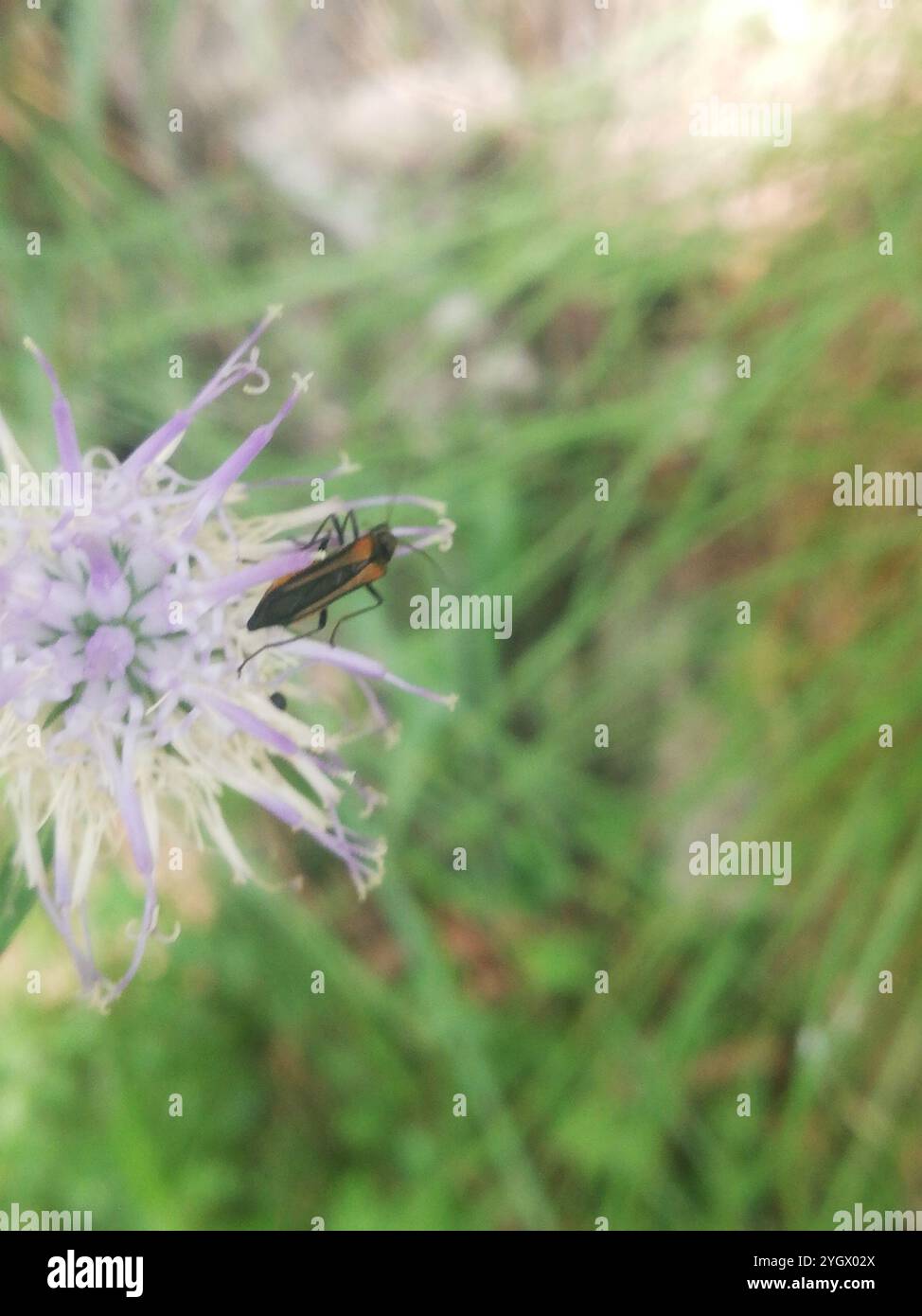 Cucujiform beetles hi-res stock photography and images - Alamy