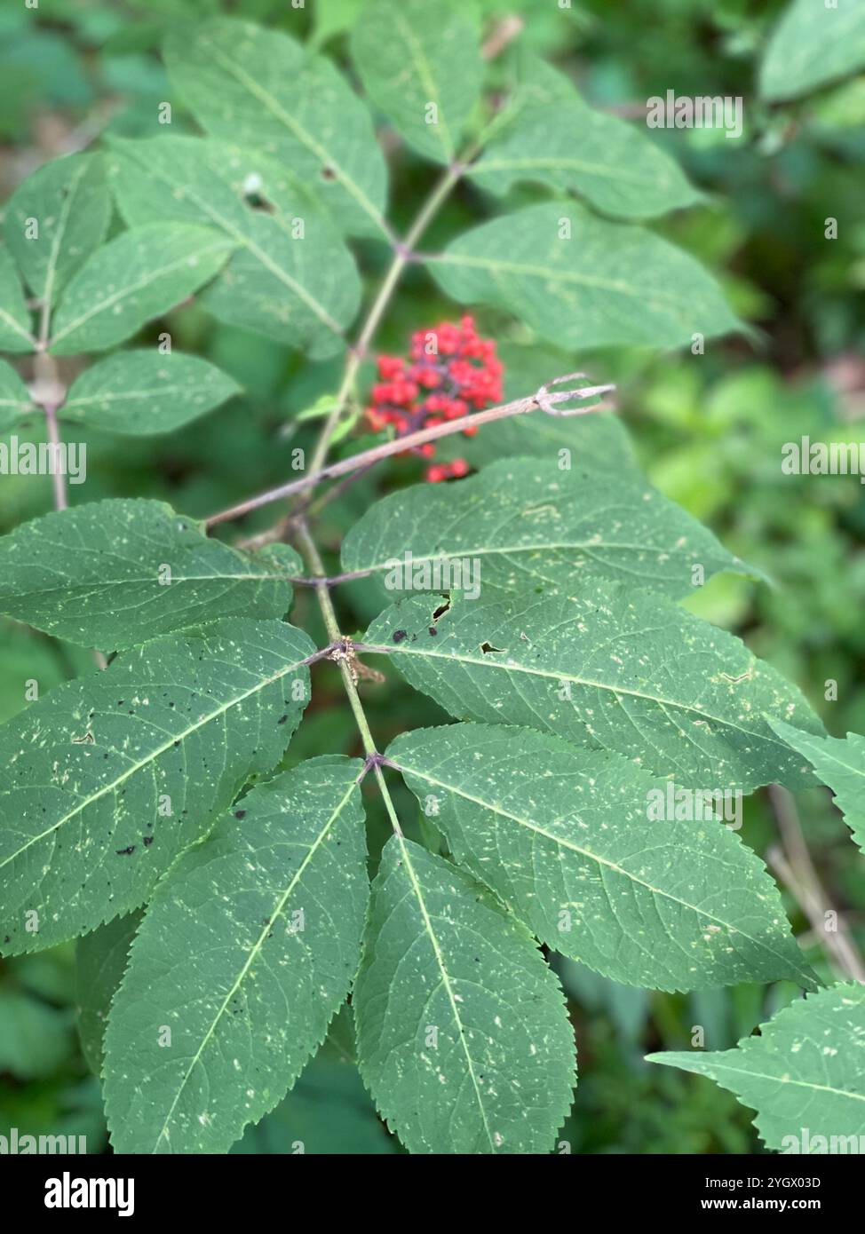 red-berried elder (Sambucus racemosa Stock Photo - Alamy