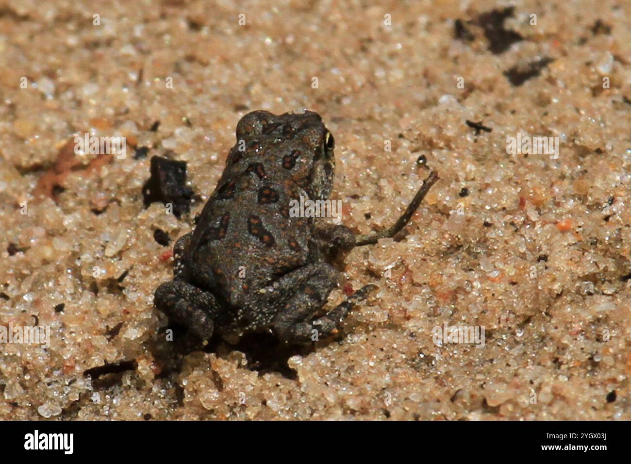 North american toads anaxyrus hi-res stock photography and images - Alamy