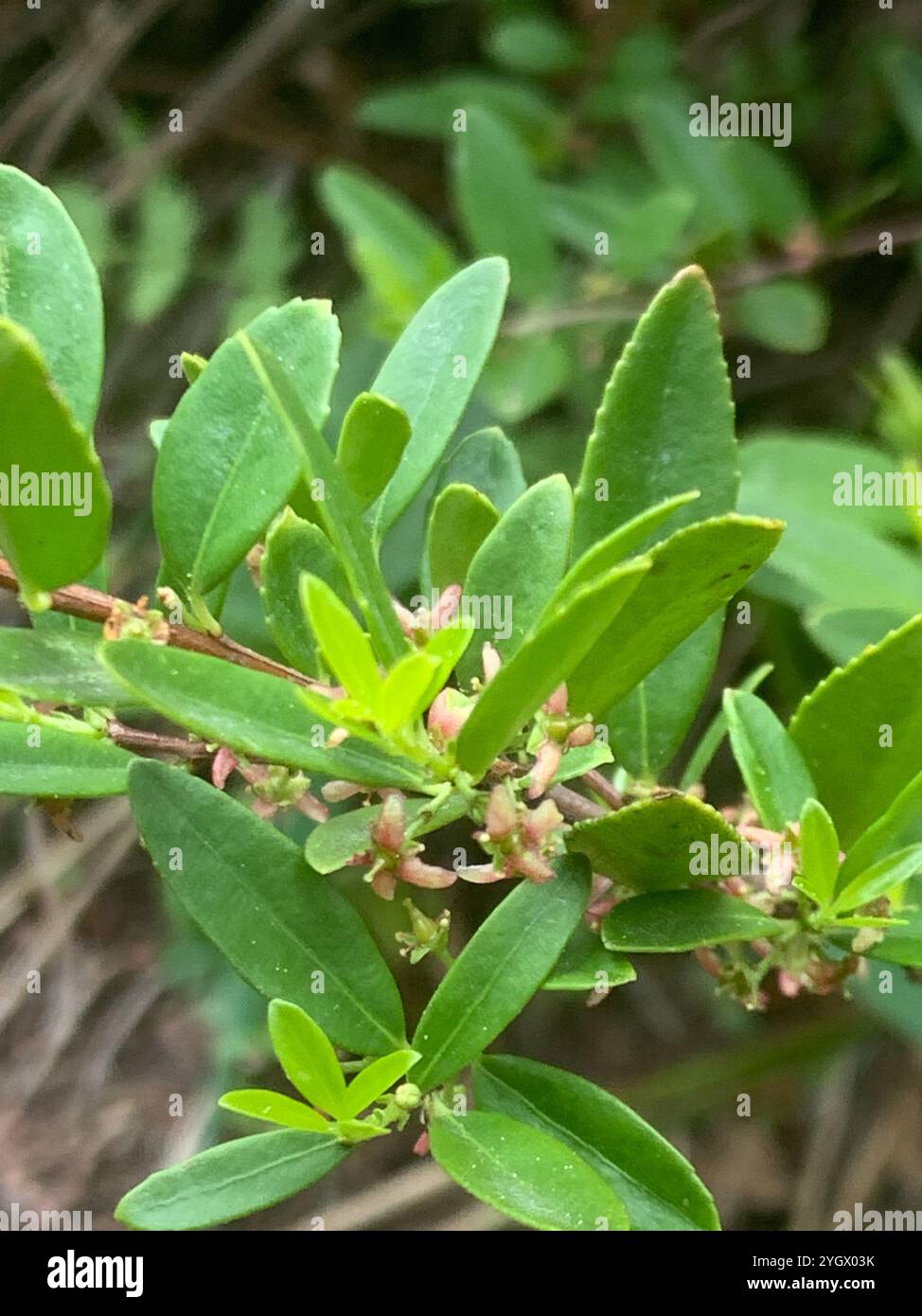 Oregon Boxwood (Paxistima myrsinites Stock Photo - Alamy
