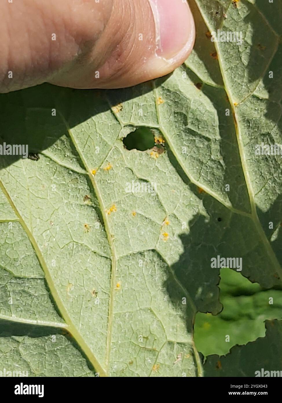 rust fungi (Pucciniales Stock Photo - Alamy