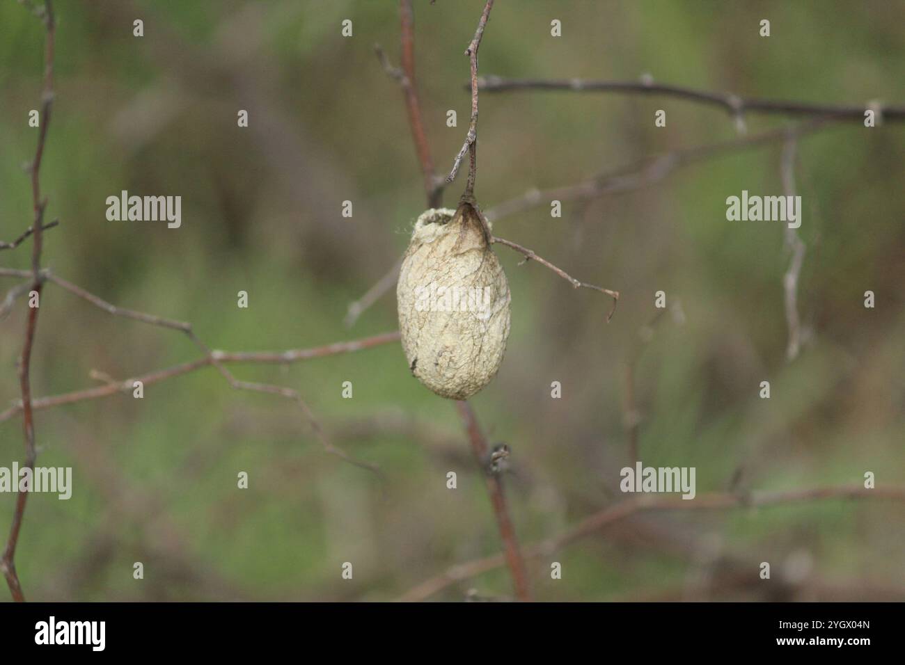 Tasar hi-res stock photography and images - Alamy