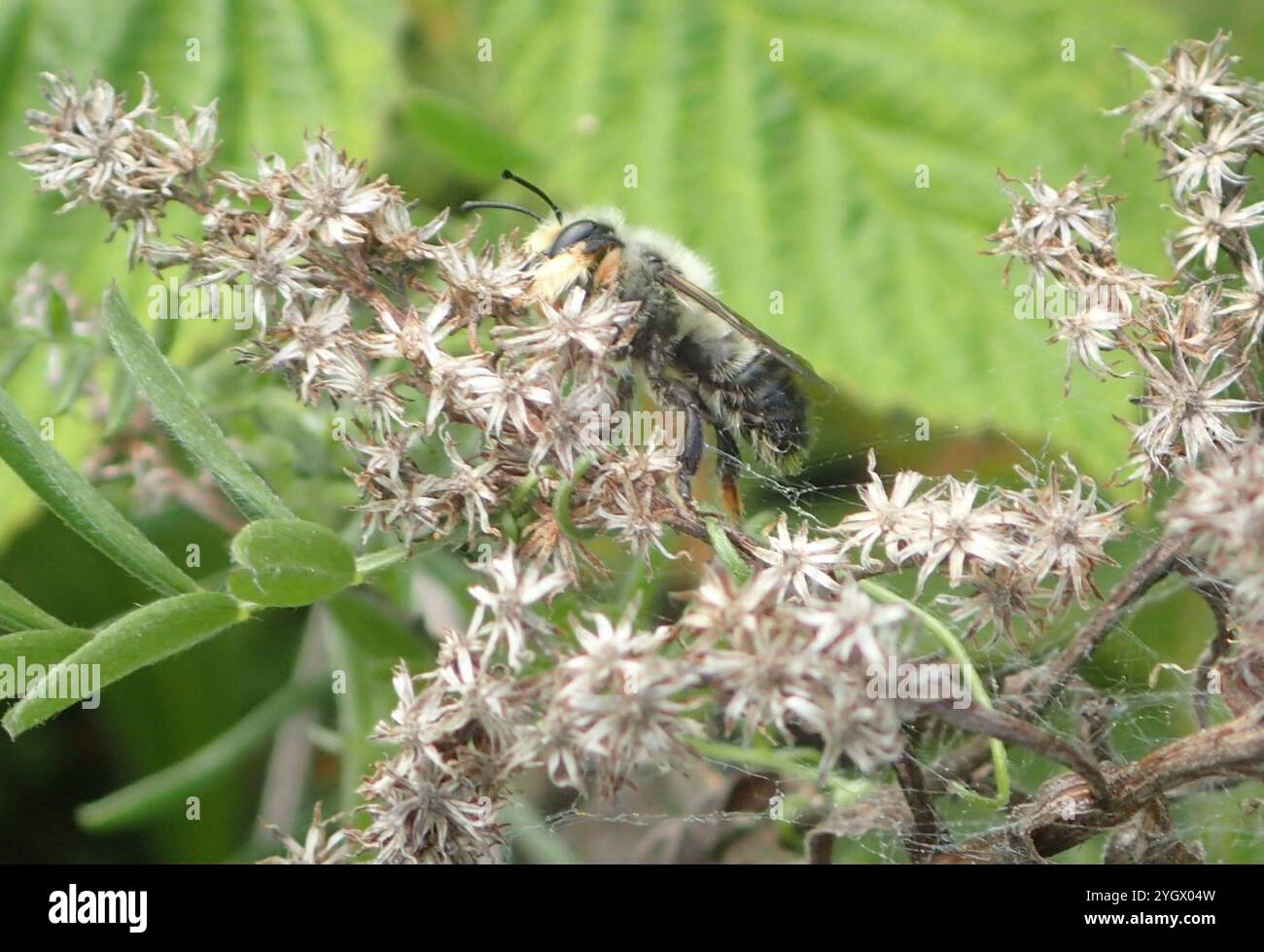 Black-and-gray Leafcutter Bee (Megachile melanophaea Stock Photo - Alamy