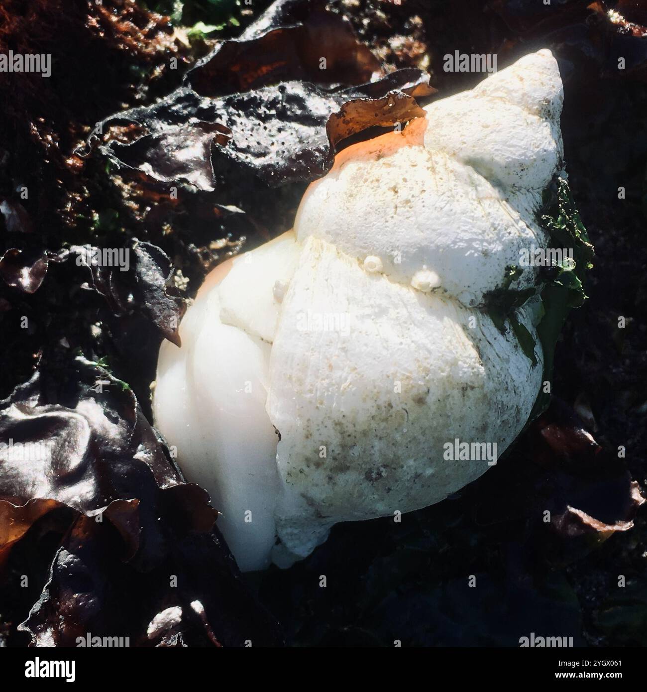 Frilled Dogwinkle (Nucella lamellosa Stock Photo - Alamy