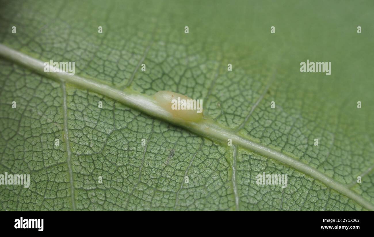 Horned Oak Gall Wasp (Callirhytis quercuscornigera Stock Photo - Alamy