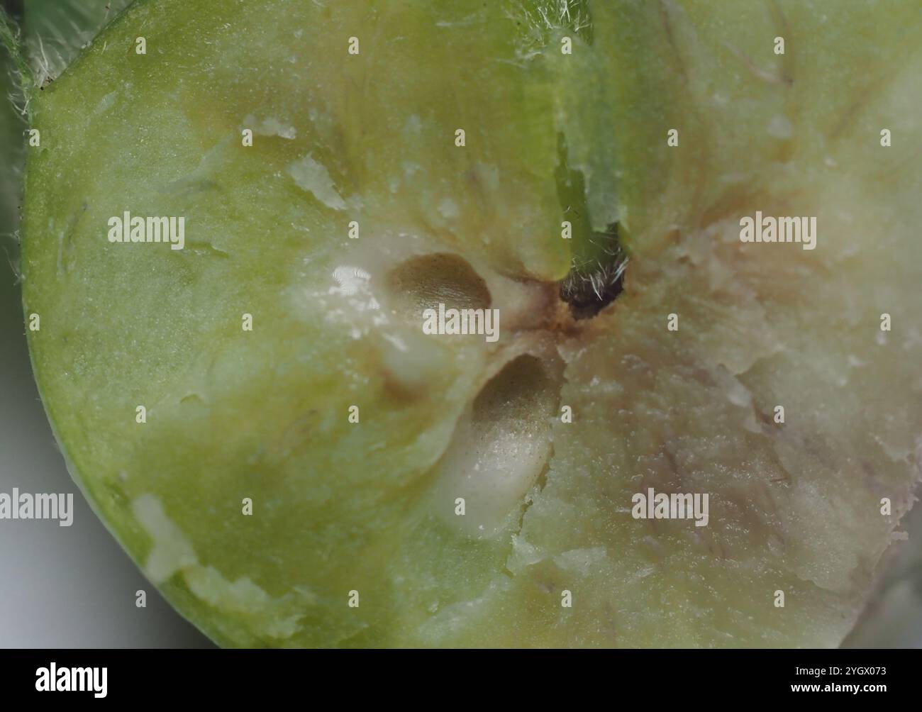 Oak Petiole Gall Wasp (Andricus quercuspetiolicola Stock Photo - Alamy