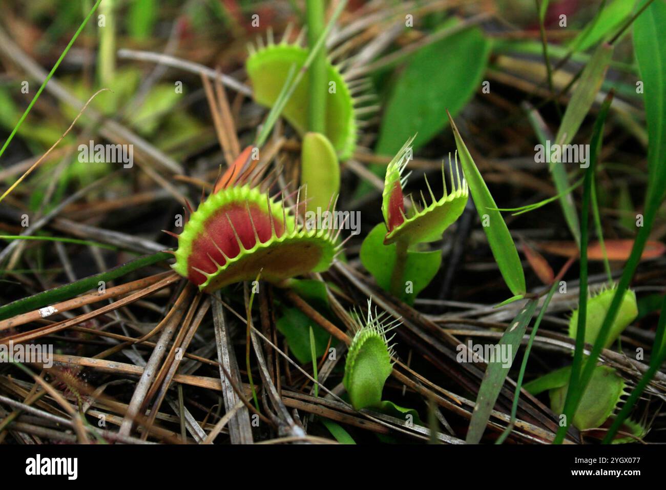 Venus flytrap (Dionaea muscipula Stock Photo - Alamy