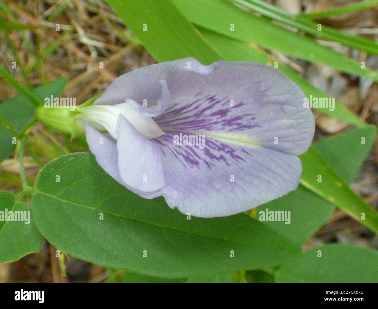 Pigeonwings (Clitoria mariana Stock Photo - Alamy
