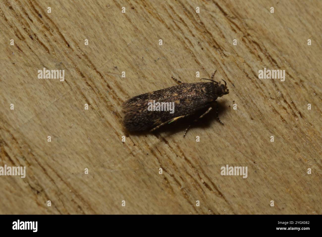 Dark Groundling (Bryotropha affinis Stock Photo - Alamy
