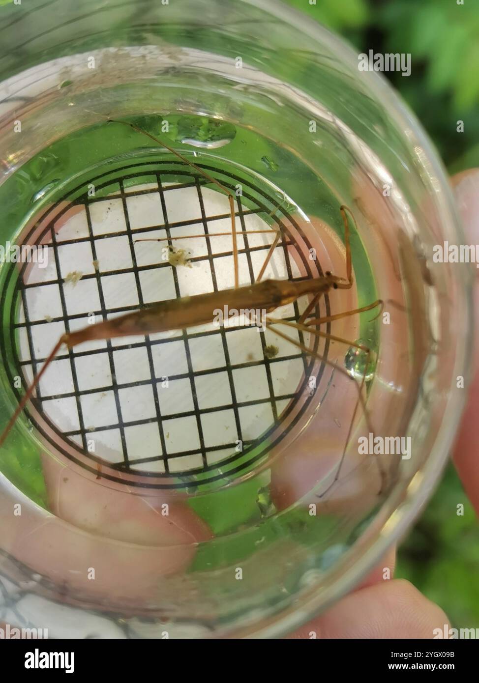 Eurasian Water Stick Insect (Ranatra linearis Stock Photo - Alamy