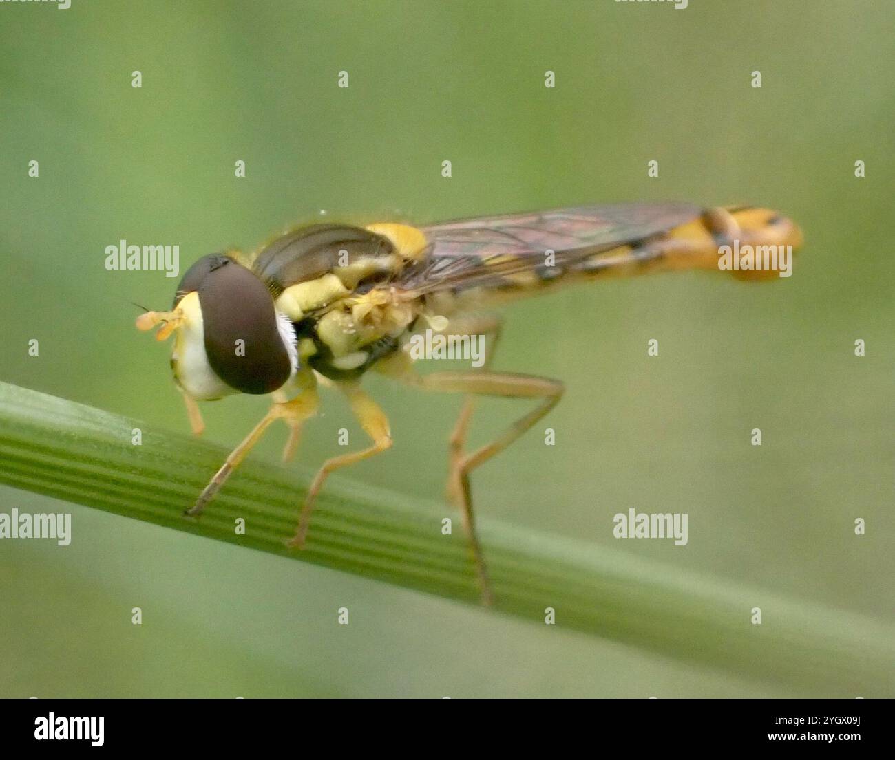 Common Globetail (Sphaerophoria scripta Stock Photo - Alamy