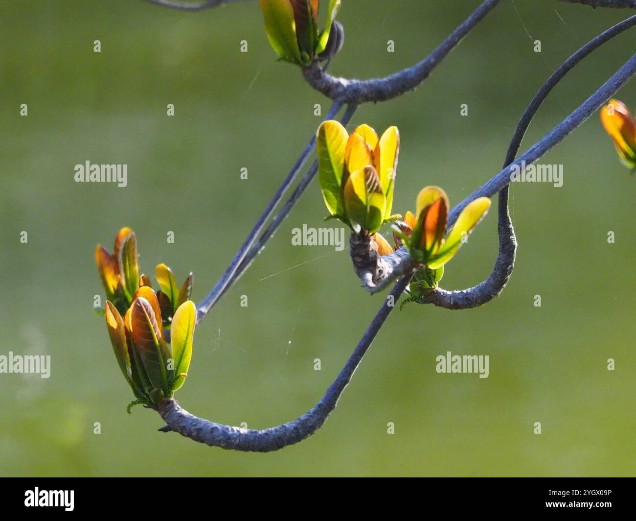 Sea Almond (Terminalia catappa Stock Photo - Alamy
