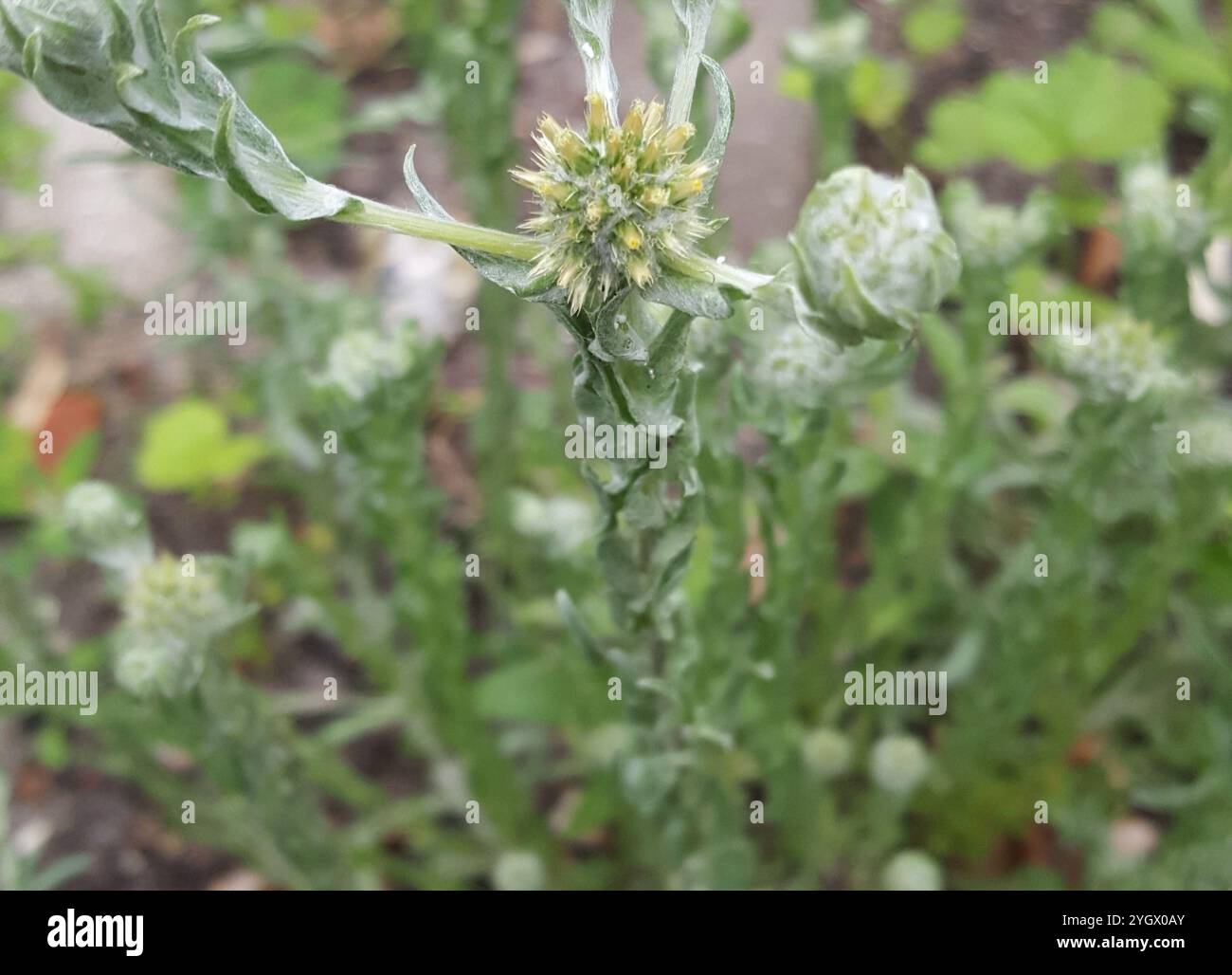 Common Cudweed (Filago germanica Stock Photo - Alamy