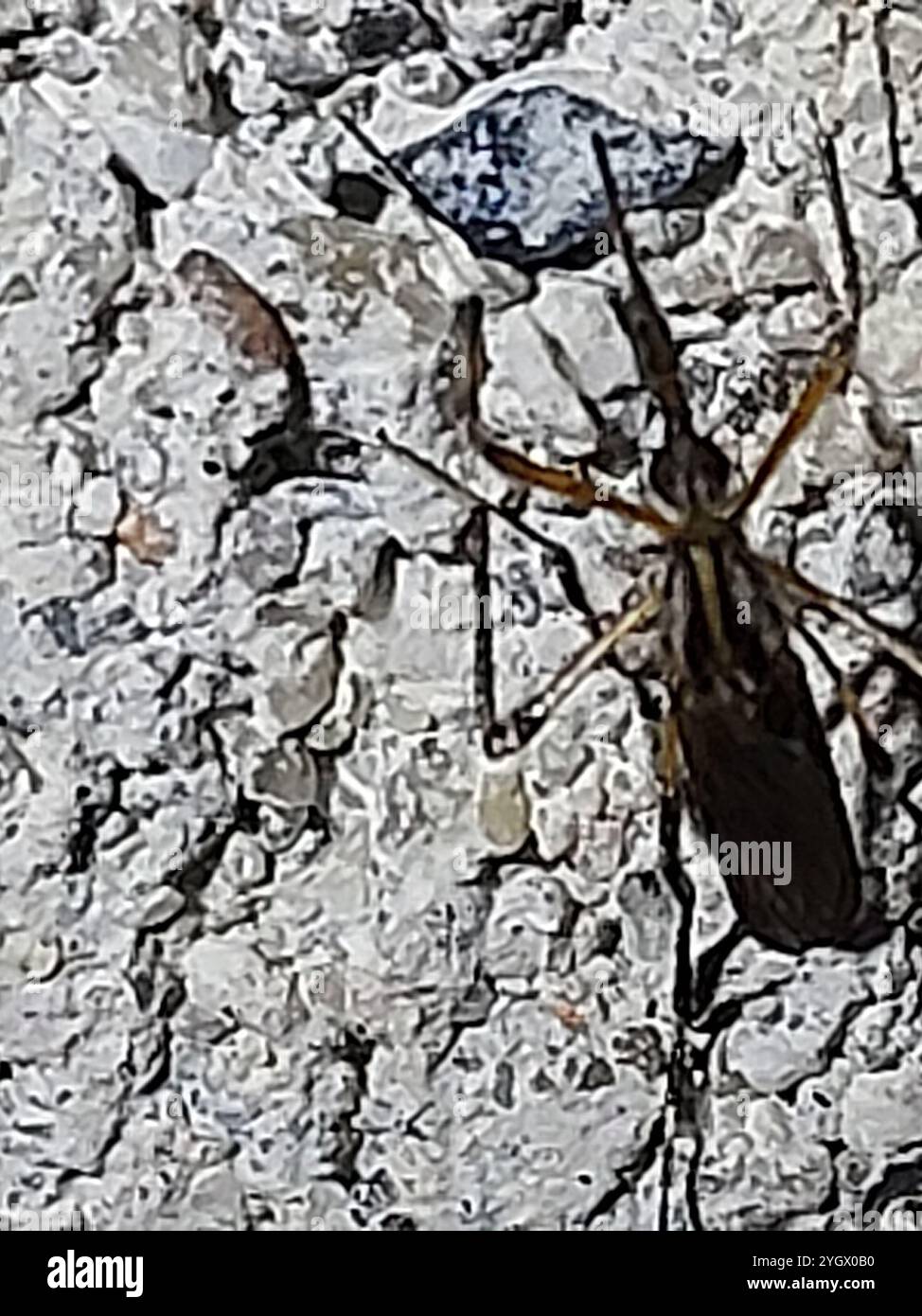 Gallinipper hi-res stock photography and images - Alamy