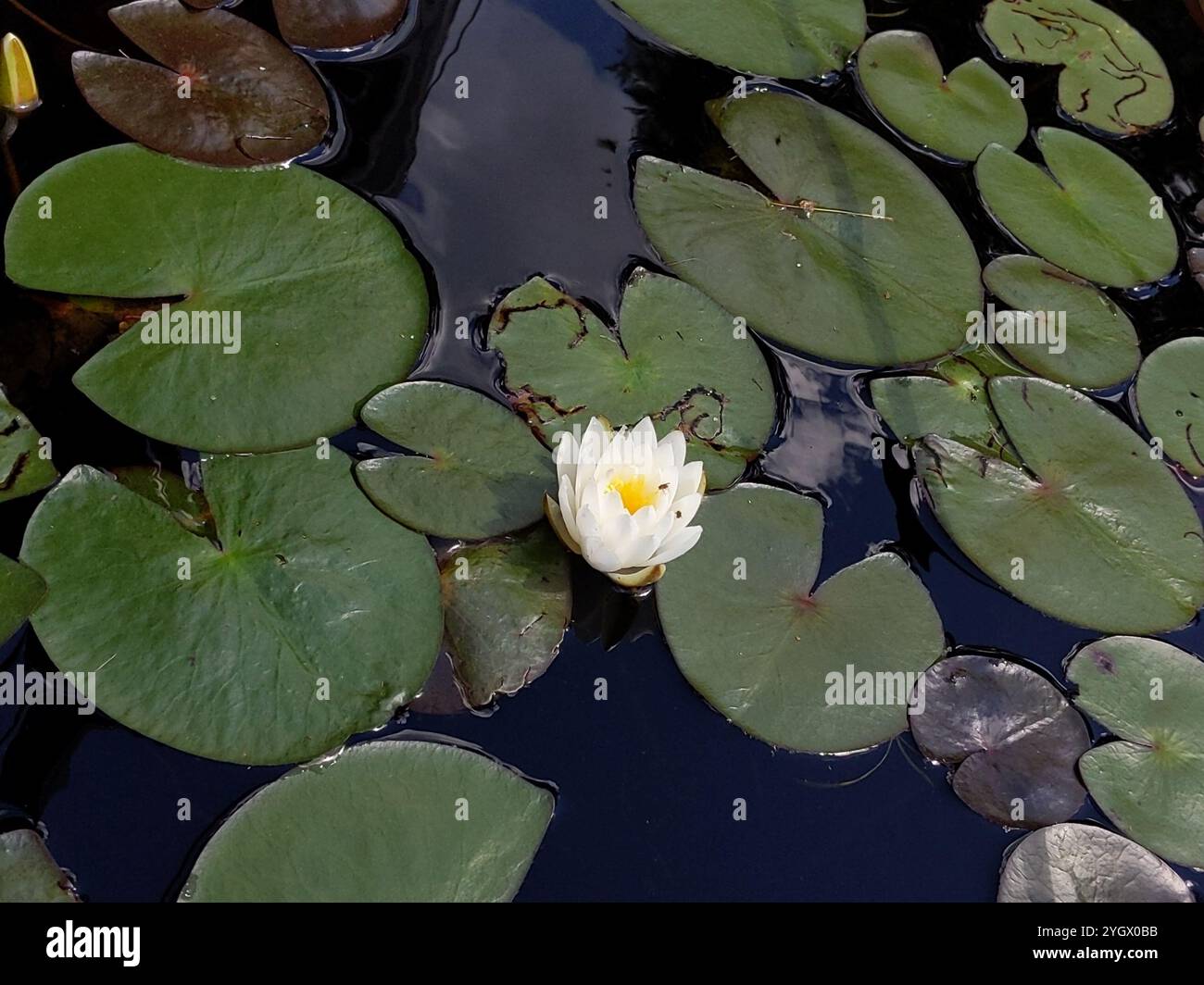 American white waterlily (Nymphaea odorata Stock Photo - Alamy