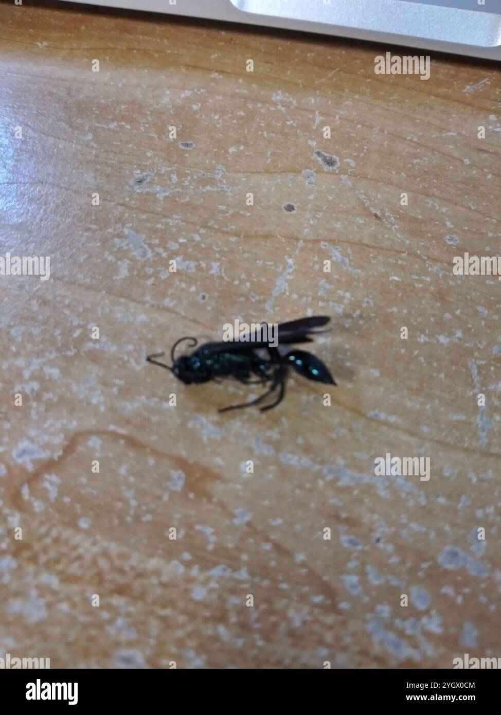 Nearctic blue mud dauber hi-res stock photography and images - Alamy