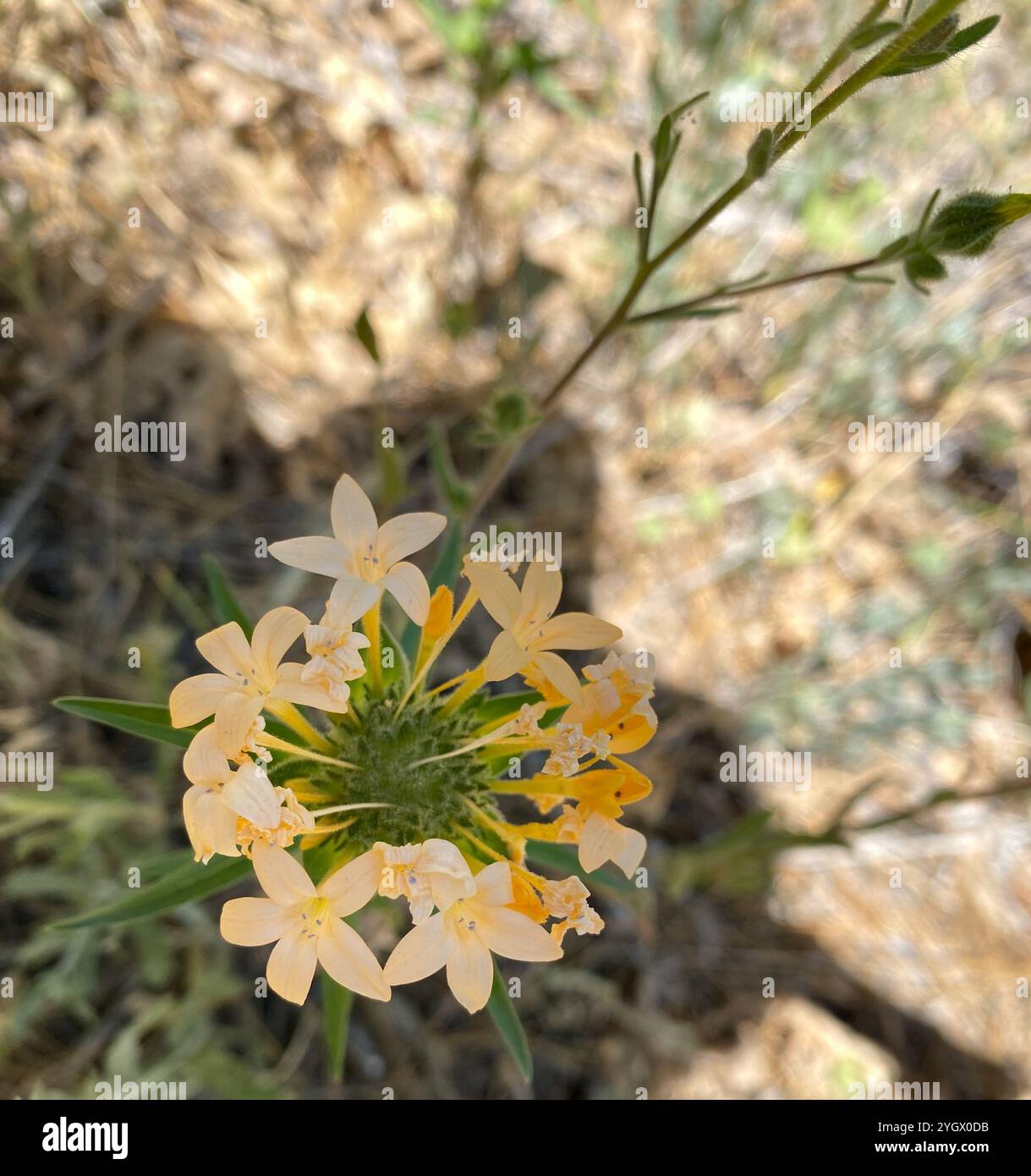 grand collomia (Collomia grandiflora Stock Photo - Alamy