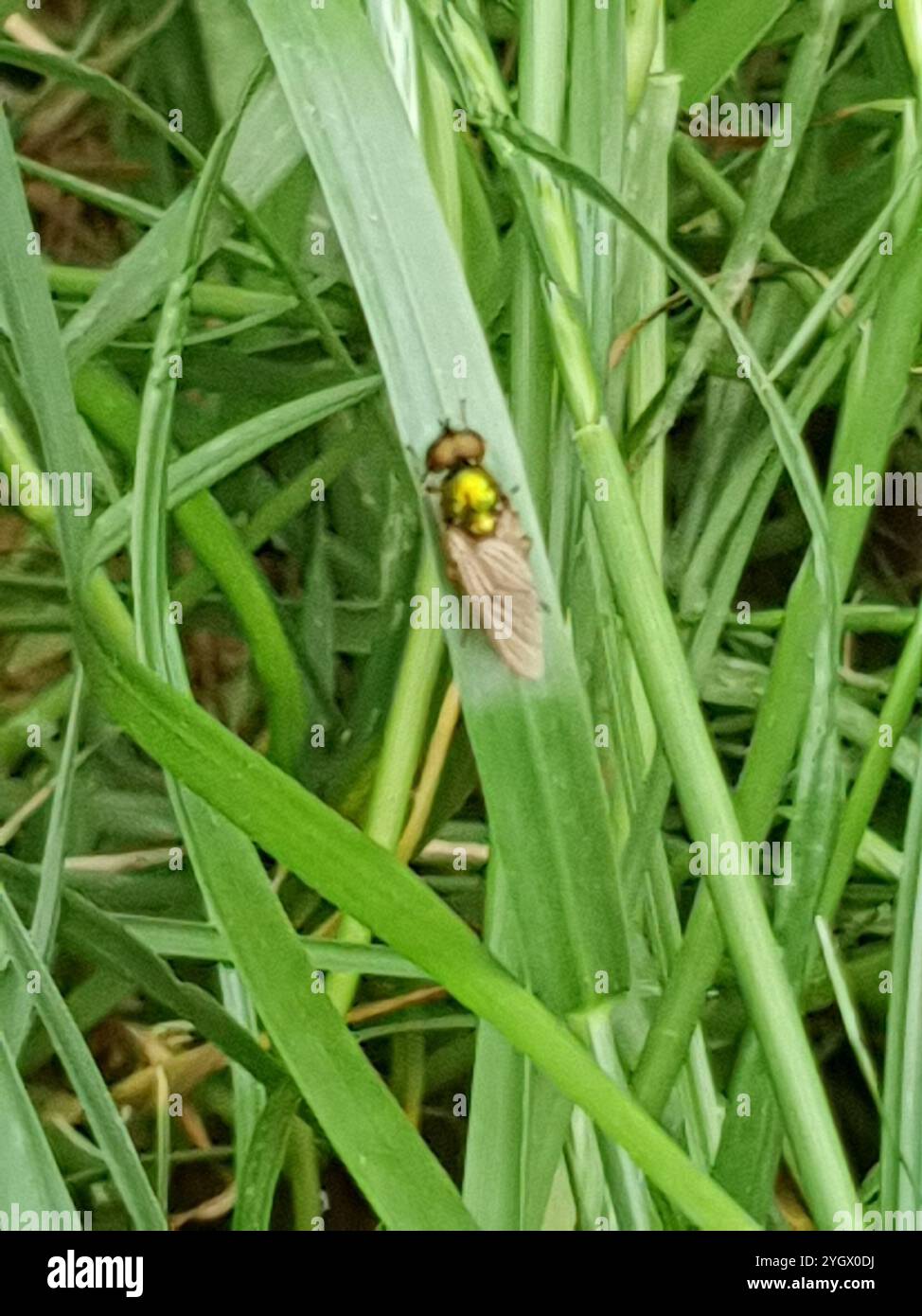 Broad Centurion Fly (Chloromyia formosa Stock Photo - Alamy