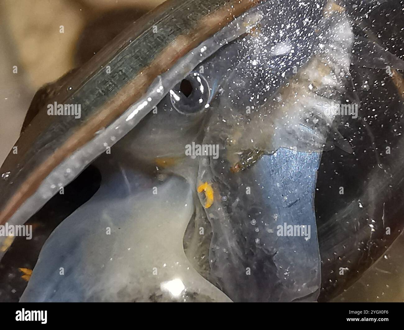 Melantho hi-res stock photography and images - Alamy