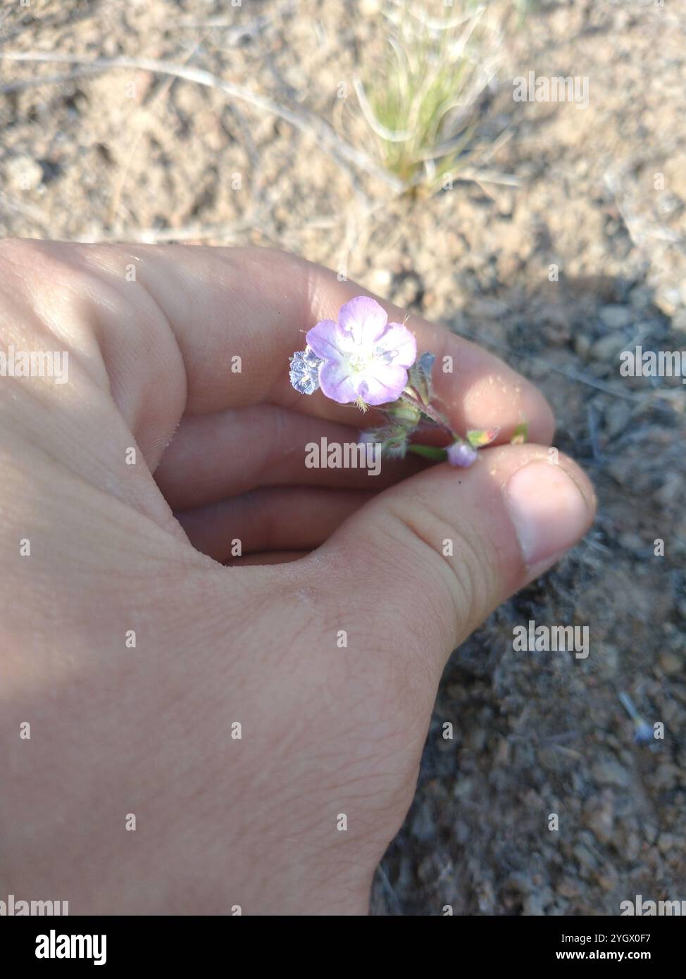 Linearleaf Phacelia (Phacelia linearis Stock Photo - Alamy